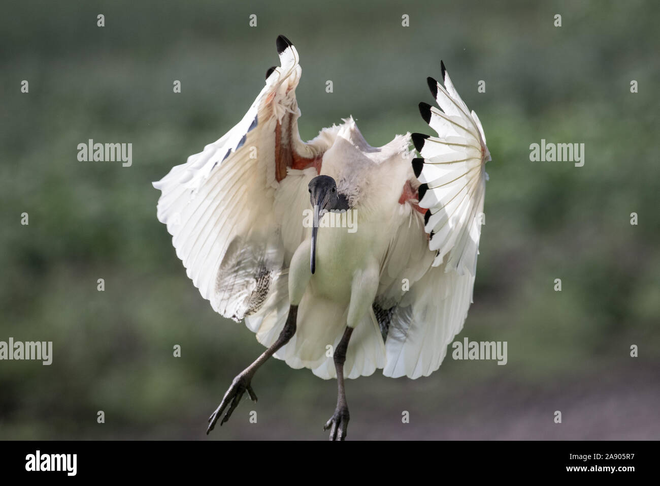 Australian White Ibis landing with wings apart Stock Photo - Alamy