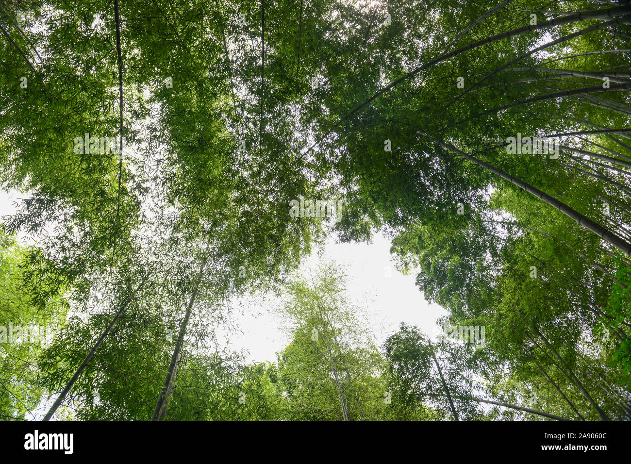 Bamboo grass garden hi-res stock photography and images - Alamy
