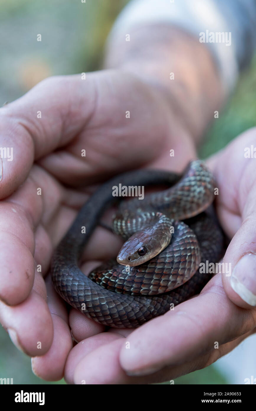 Cute Snake High Resolution Stock Photography and Images - Alamy