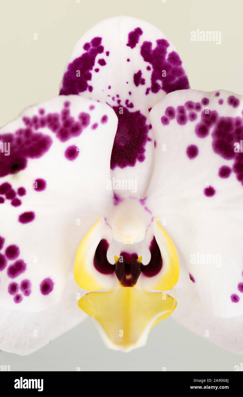 Macro photography of orchid flower hi-res stock photography and images ...