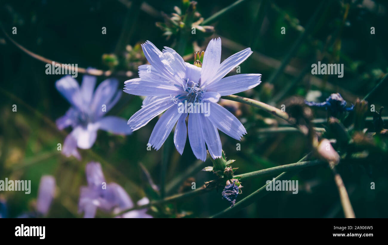 Common chicory. Endive. Honey plant. Floral background Stock Photo - Alamy