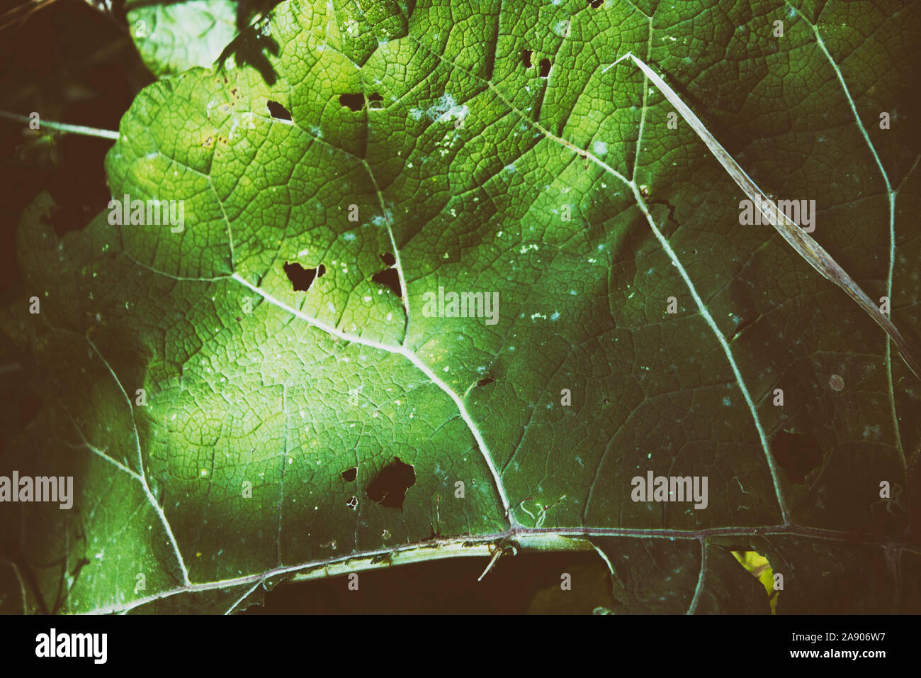 Abstract green leaf background Stock Photo - Alamy
