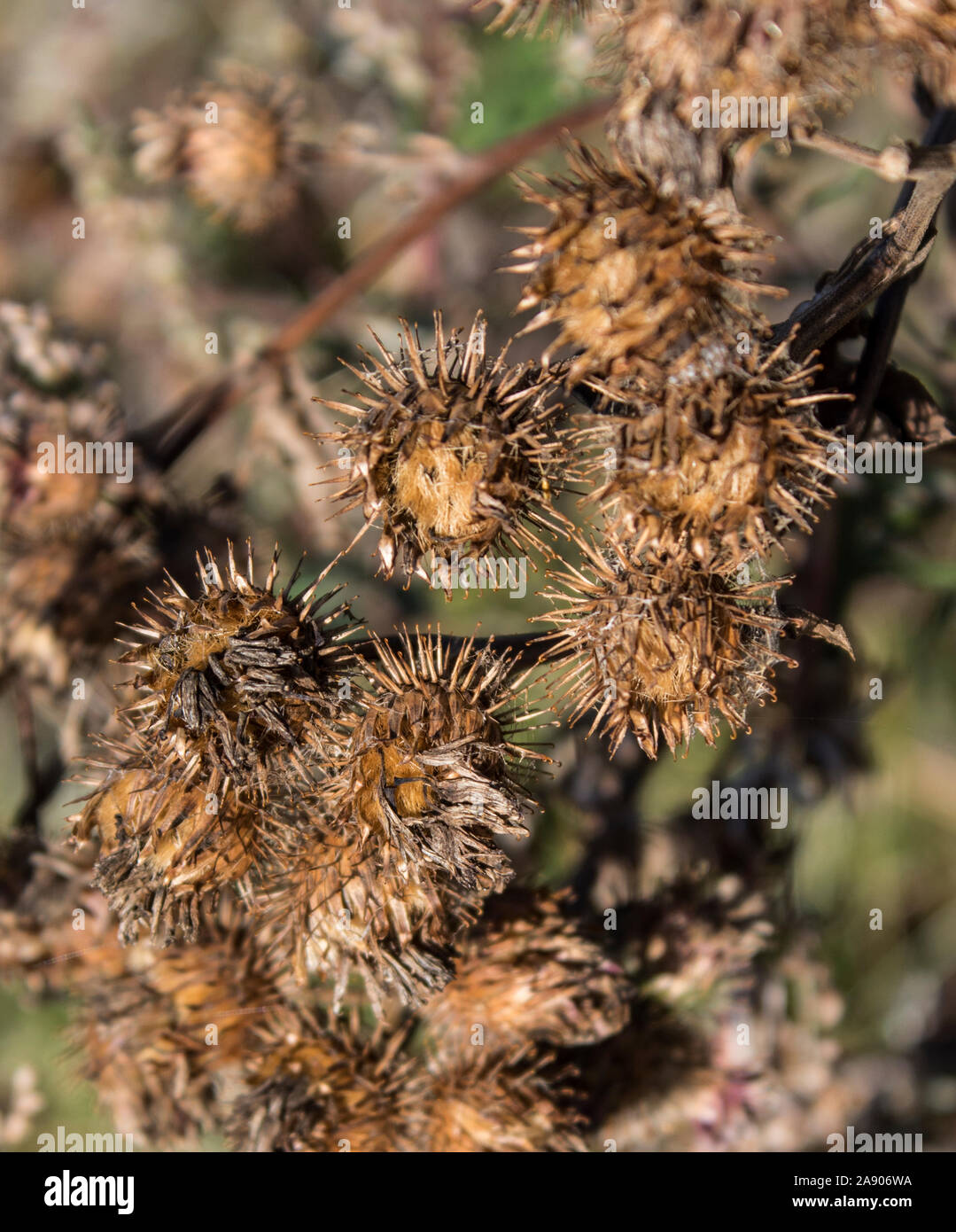 Healthy life brown grunge hi-res stock photography and images - Alamy