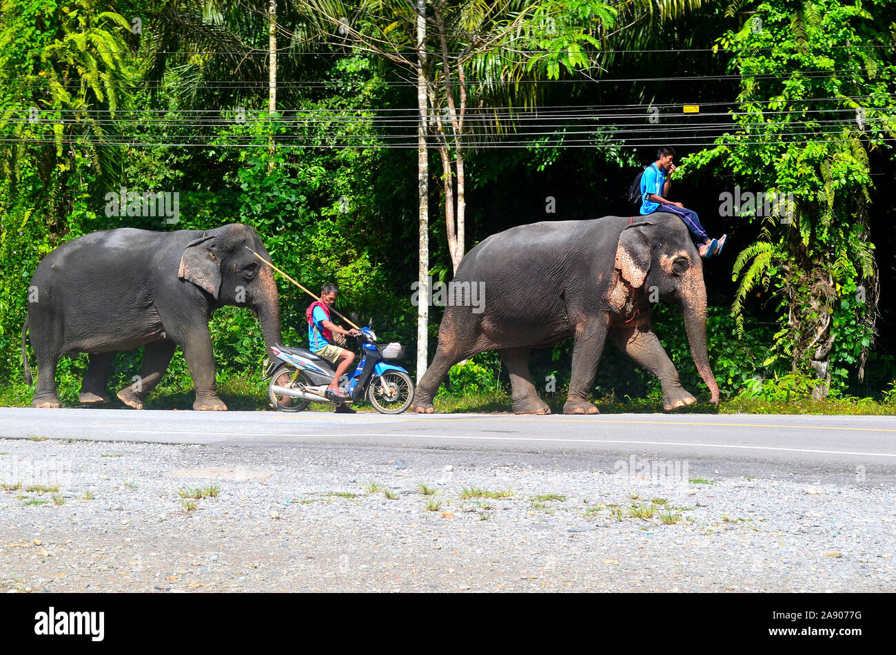 Handlers taking their Asian elephants to where they will be working as ...
