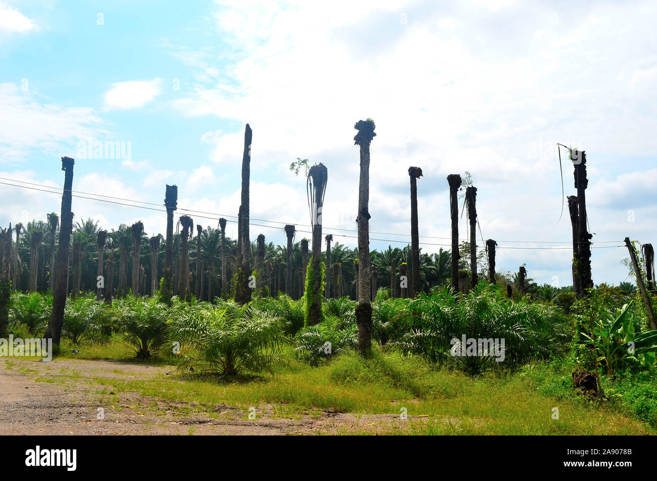 Palm trees grown for palm oil production which have been poisoned after ...