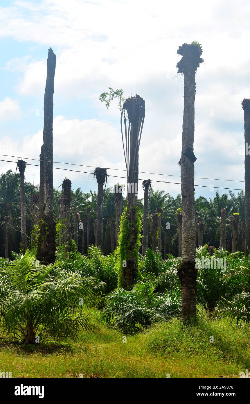 Palm trees grown for palm oil production which have been poisoned after ...