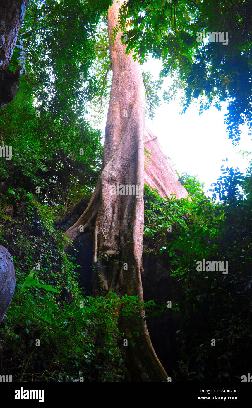 Tree with twisted trunk hi-res stock photography and images - Alamy