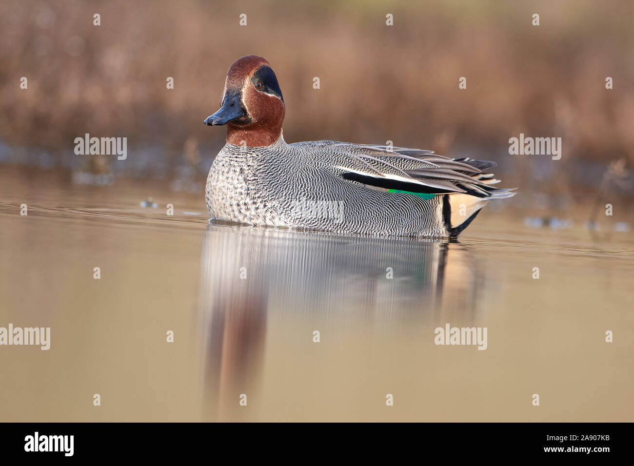 Eurasian teal anas crecca hi-res stock photography and images - Alamy