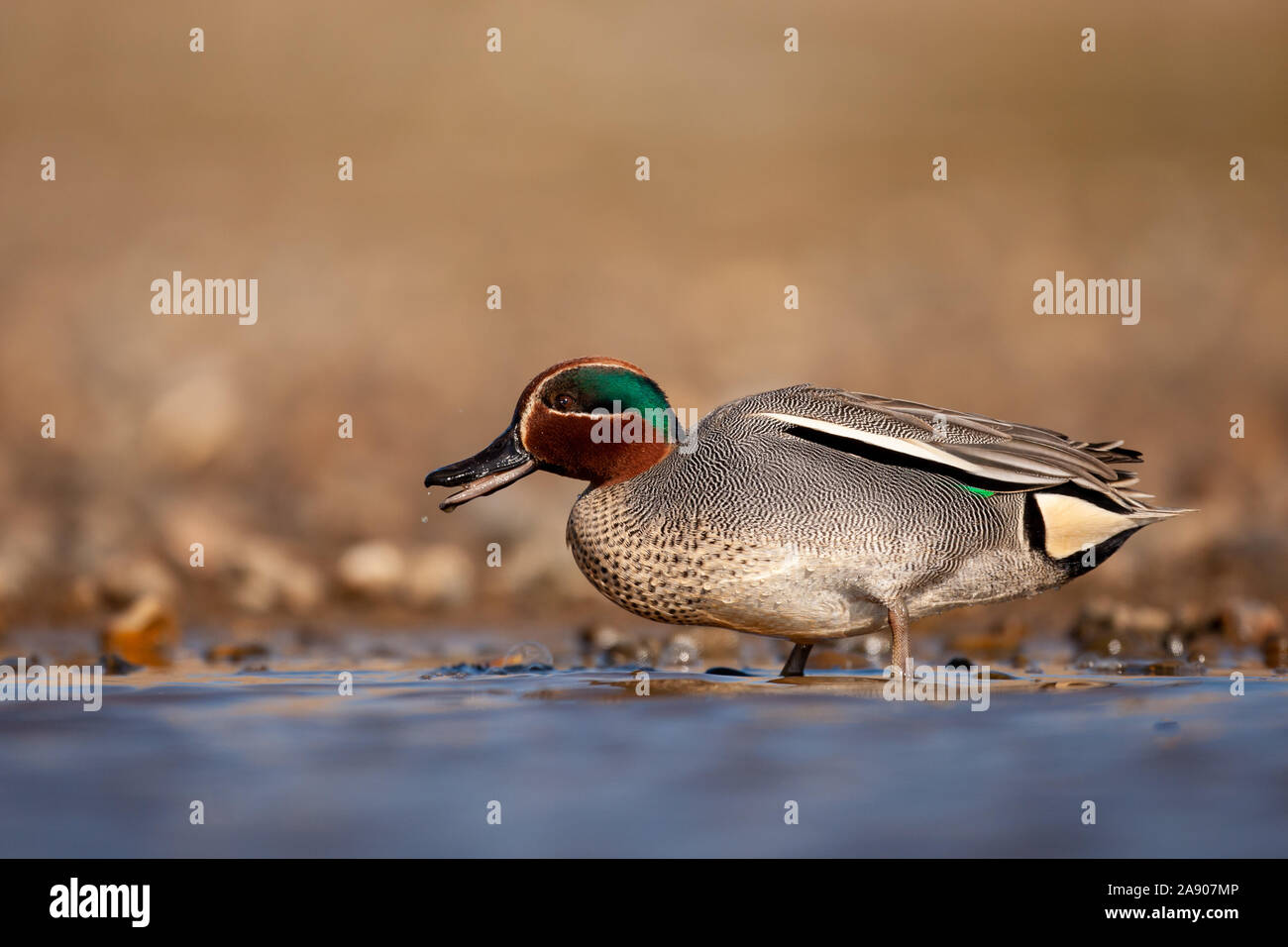 Eurasian teal, Anas crecca, Norfolk UK Stock Photo - Alamy