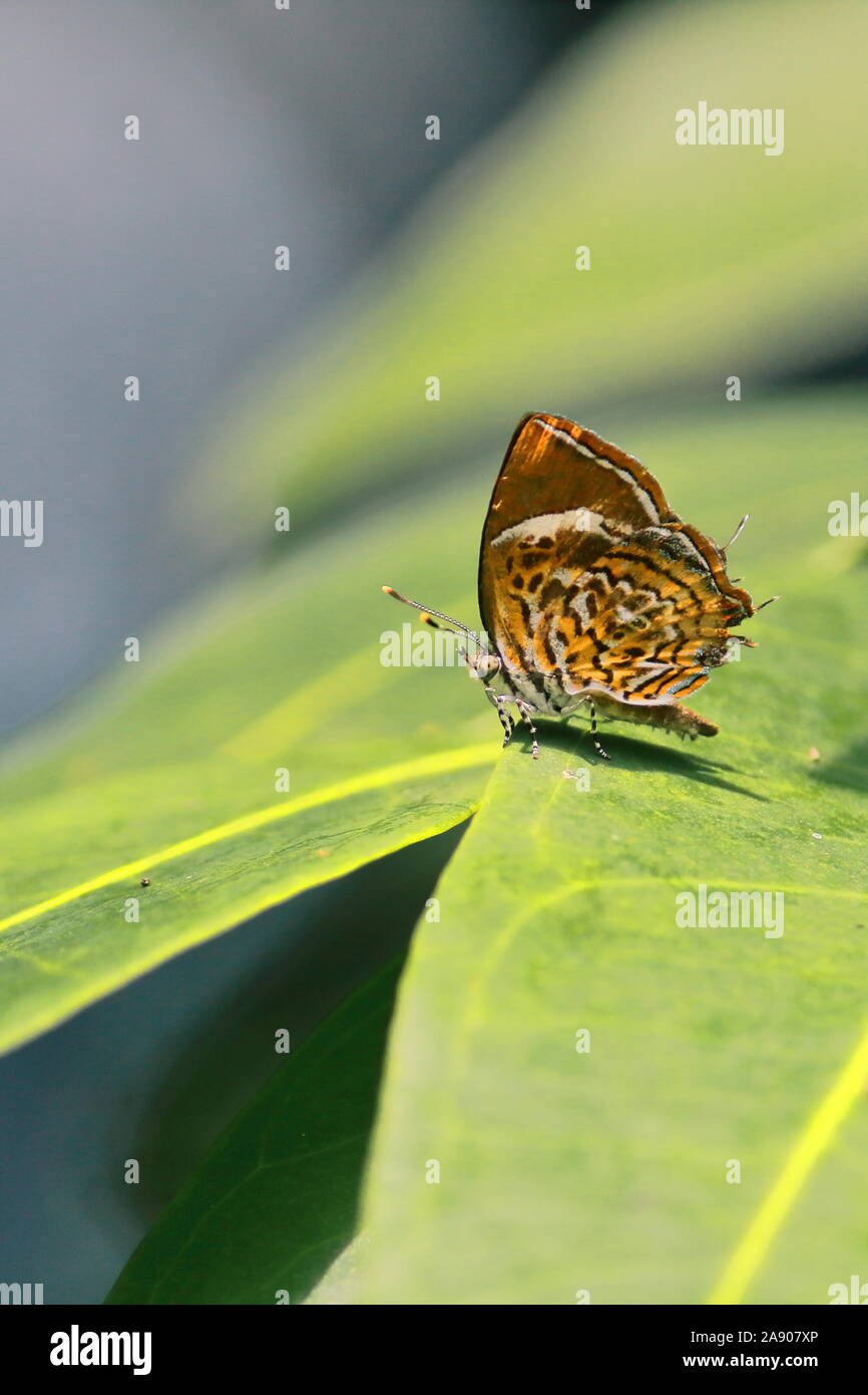 Monkey puzzle butterfly (Rathinda amor) sitting on a leaf, countryside ...