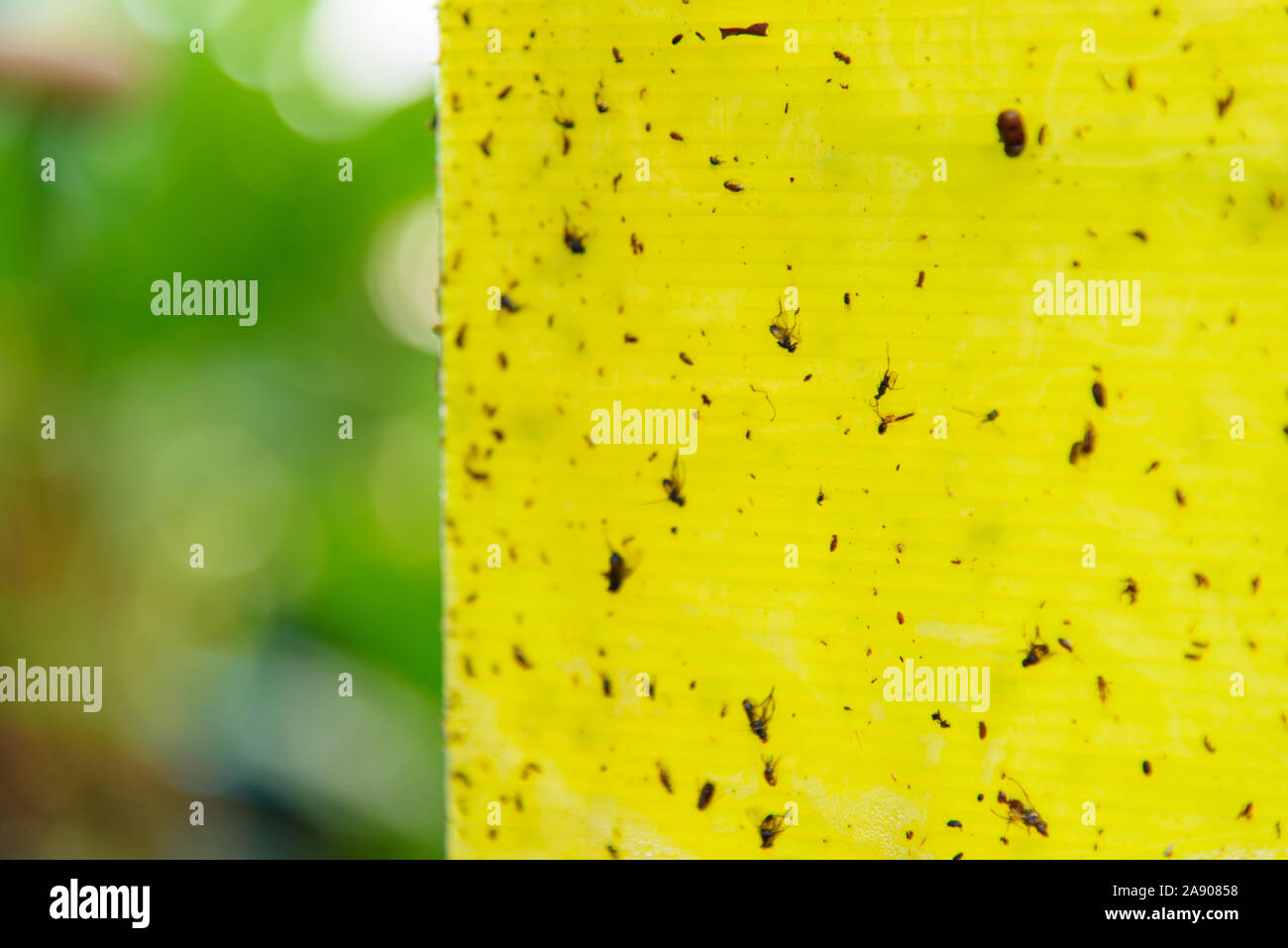 Trap of insect / Yellow glue board trap Stock Photo - Alamy