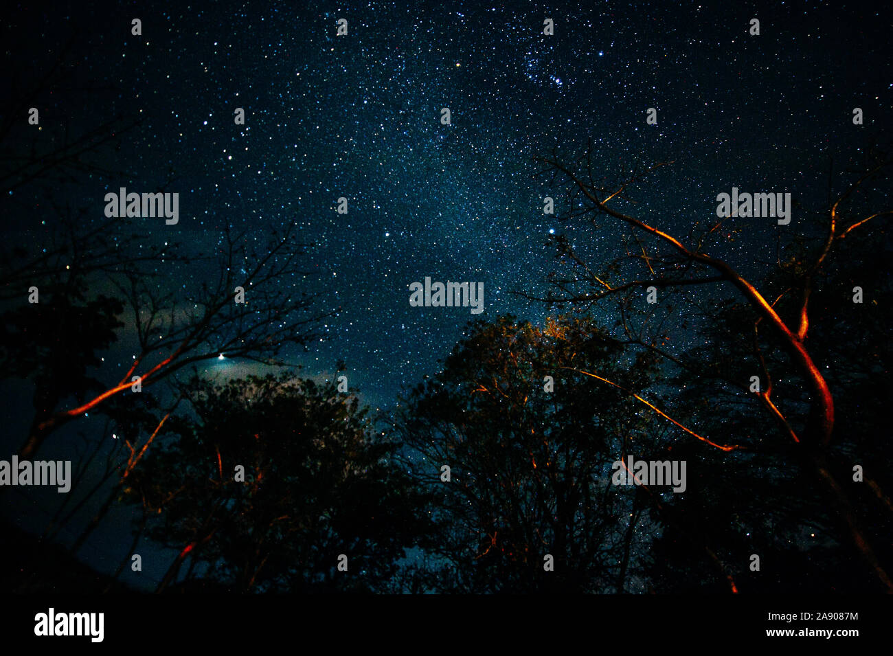 under the tree night time sky star background Stock Photo - Alamy