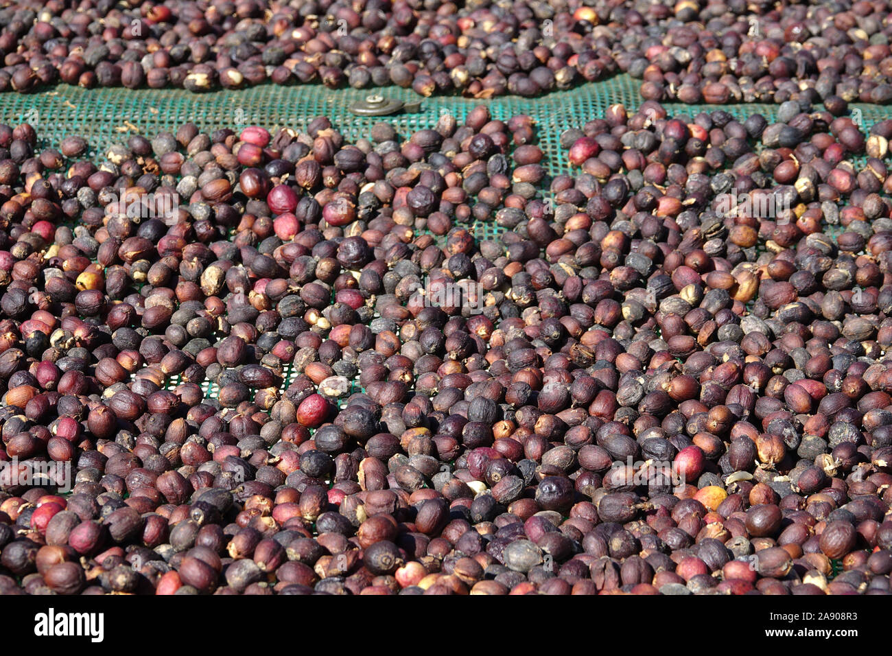 Fresh Arabica Red Coffee beans berries and Drying Process Stock Photo ...