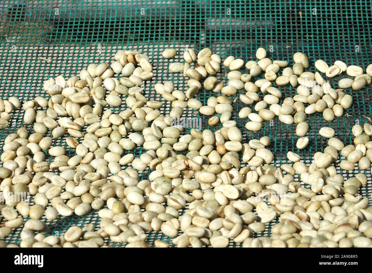 Law coffee bean drying with sunlight pre-process coffee industry Stock ...