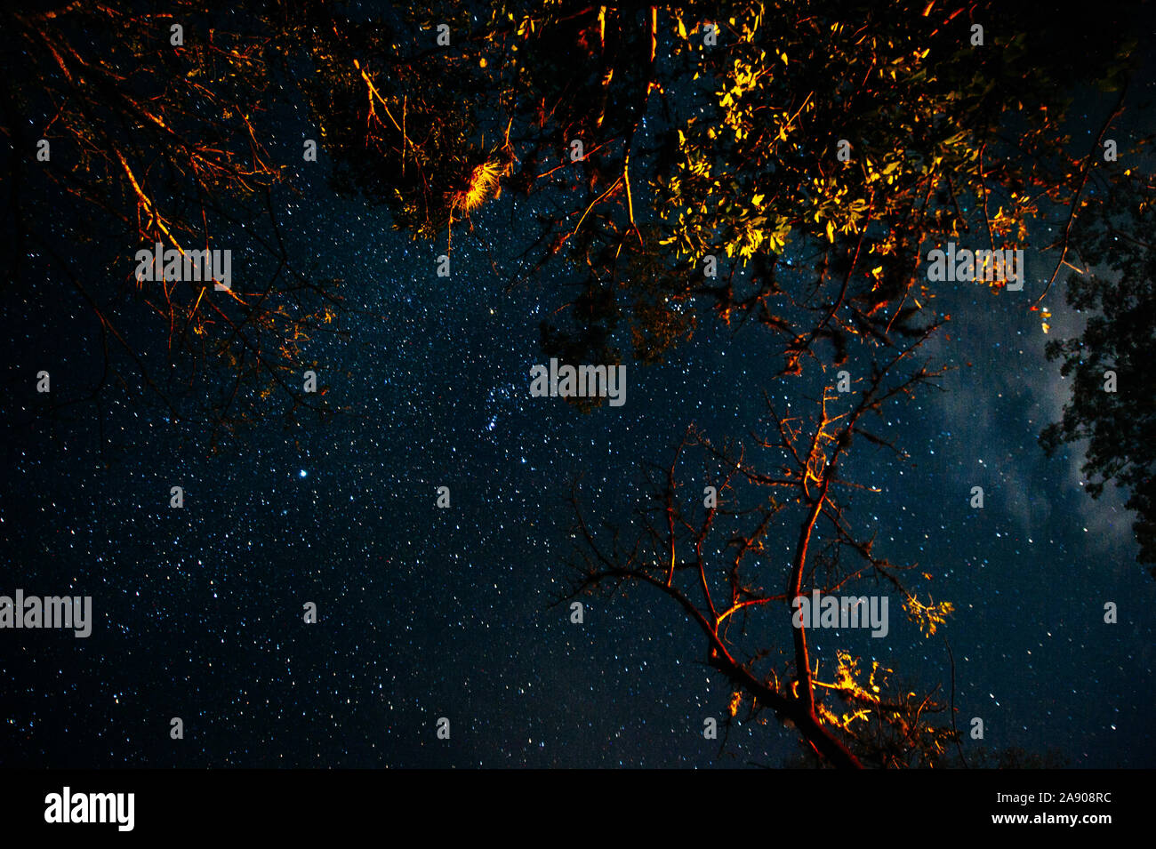 under the tree night time sky star background Stock Photo - Alamy