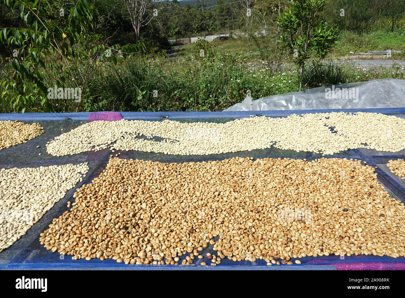 Law coffee bean drying with sunlight pre-process coffee industry Stock ...