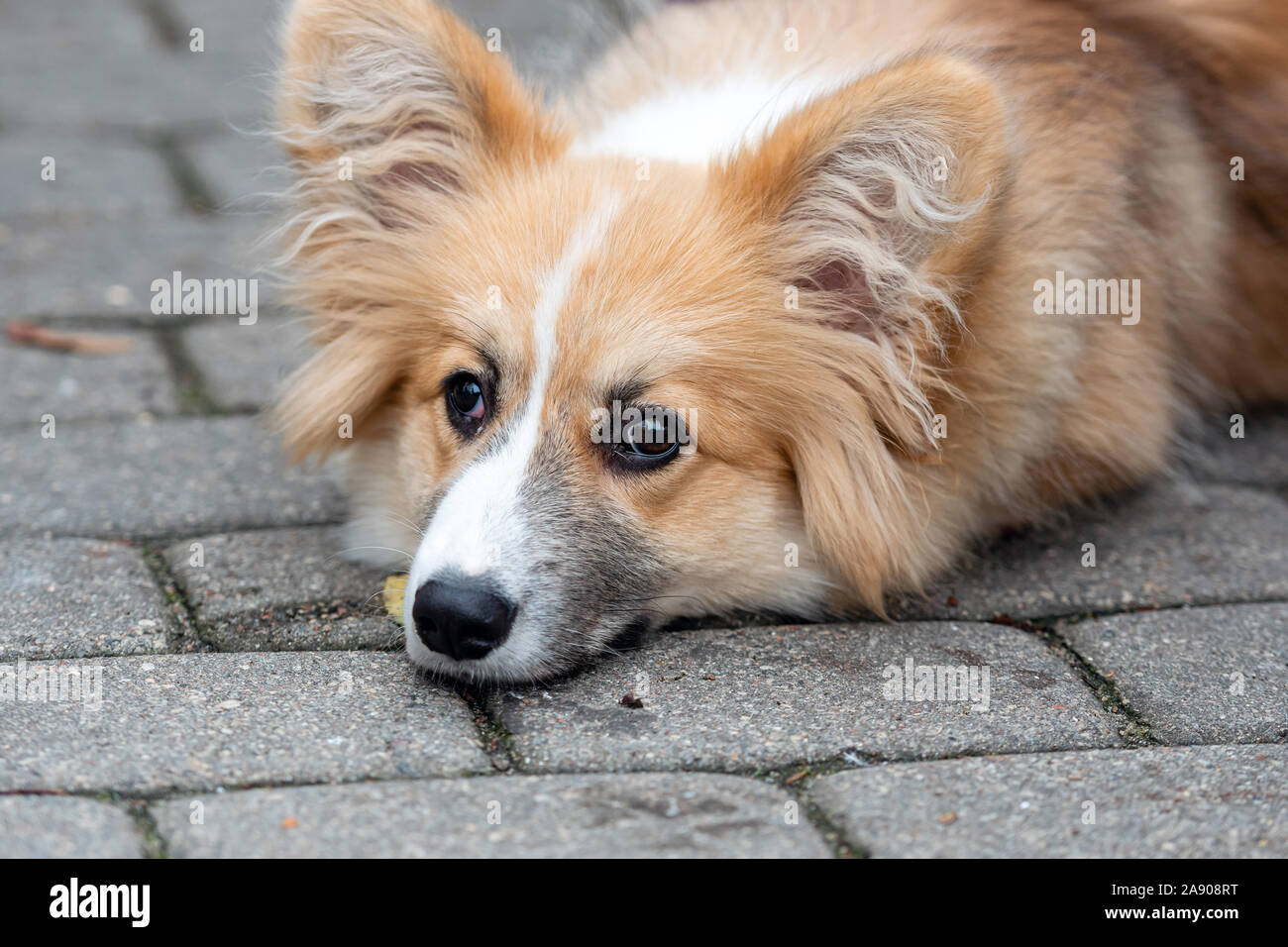 Pembroke welsh corgi lying down hi-res stock photography and images - Alamy