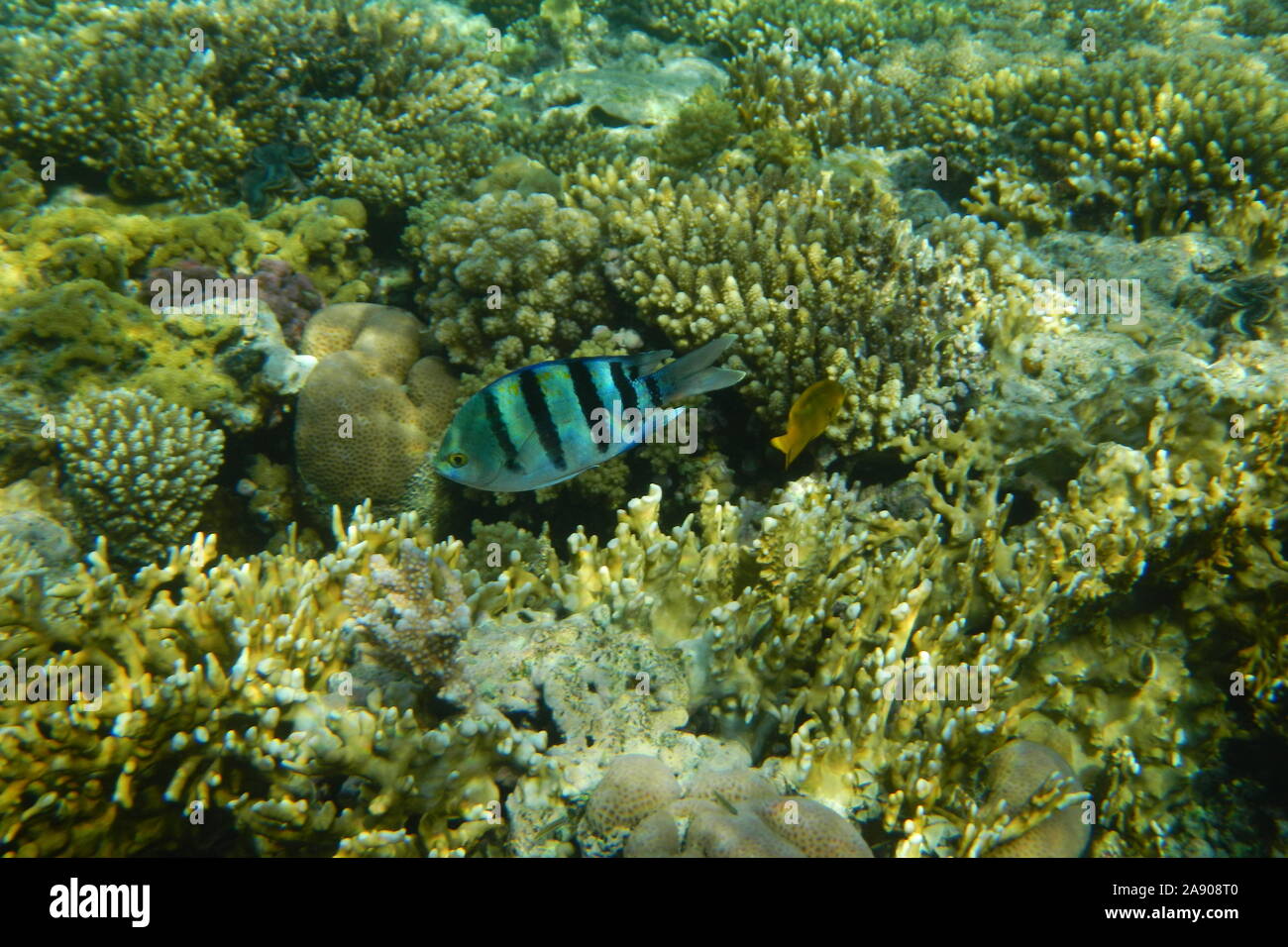 Snorkeling among sergeant major fish hi-res stock photography and ...