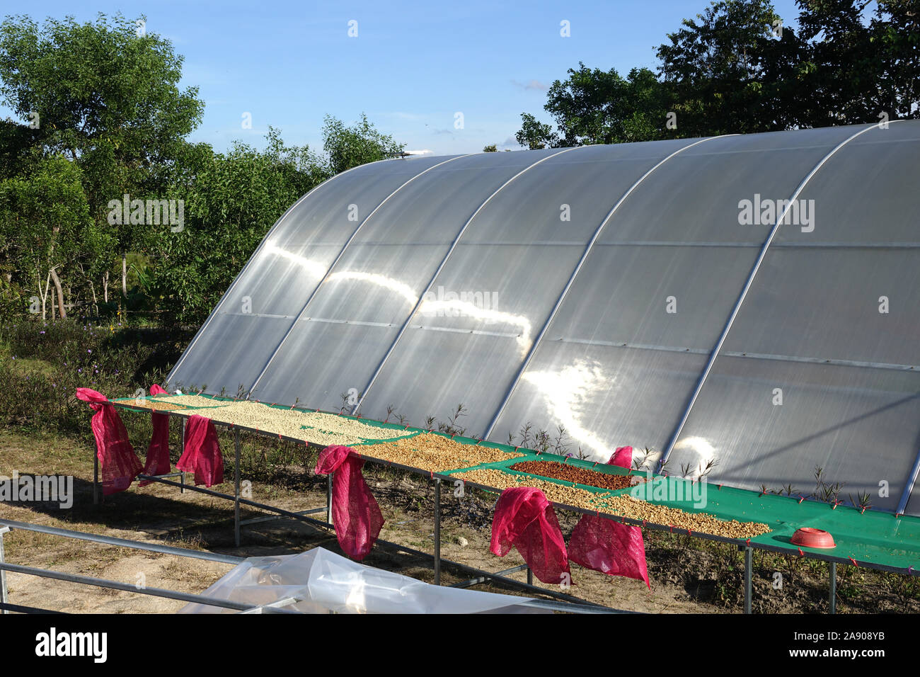 Dried Coffee Cherry. greenhouse solar drying system Stock Photo - Alamy