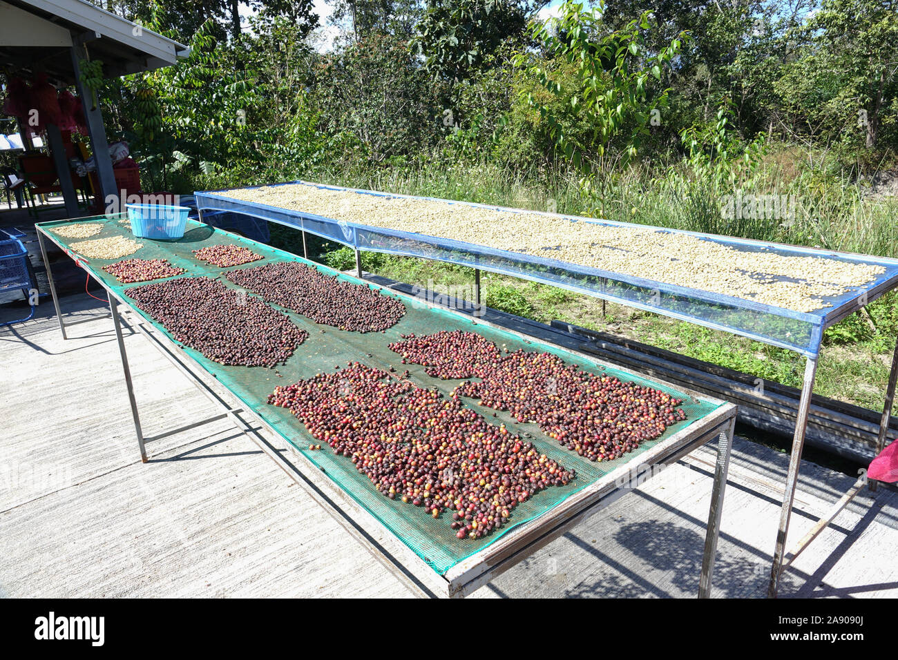 Coffee beans drying at sun at the coffee farm Stock Photo - Alamy