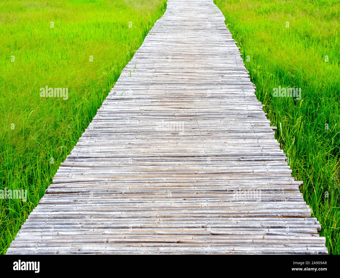 Bamboo bridge. Bamboo walkway that stretches to the middle of rice ...