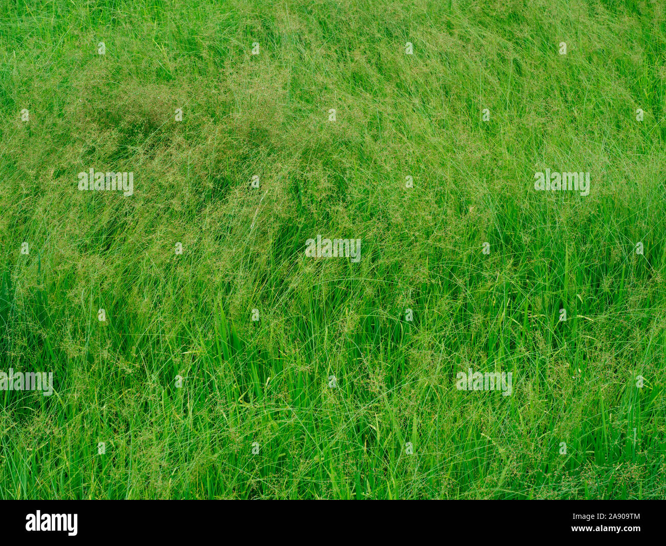 Green grass moving by wind. Green field background Stock Photo - Alamy
