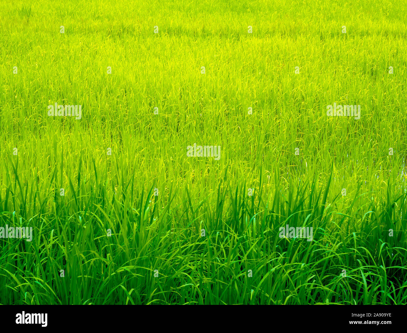 Rice fields background. Green grass landscape on sunny day Stock Photo ...