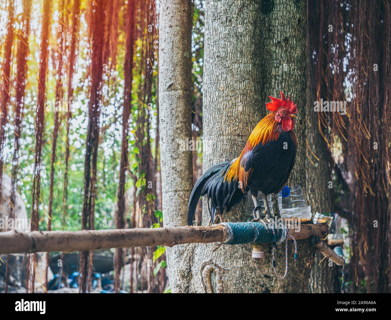 Rooster standing on the tree on nature background in the morning Stock ...