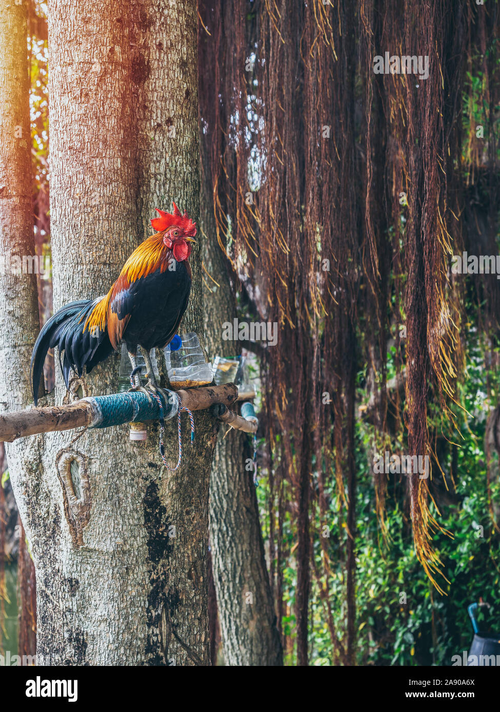 Rooster standing on the tree on nature background in the morning ...