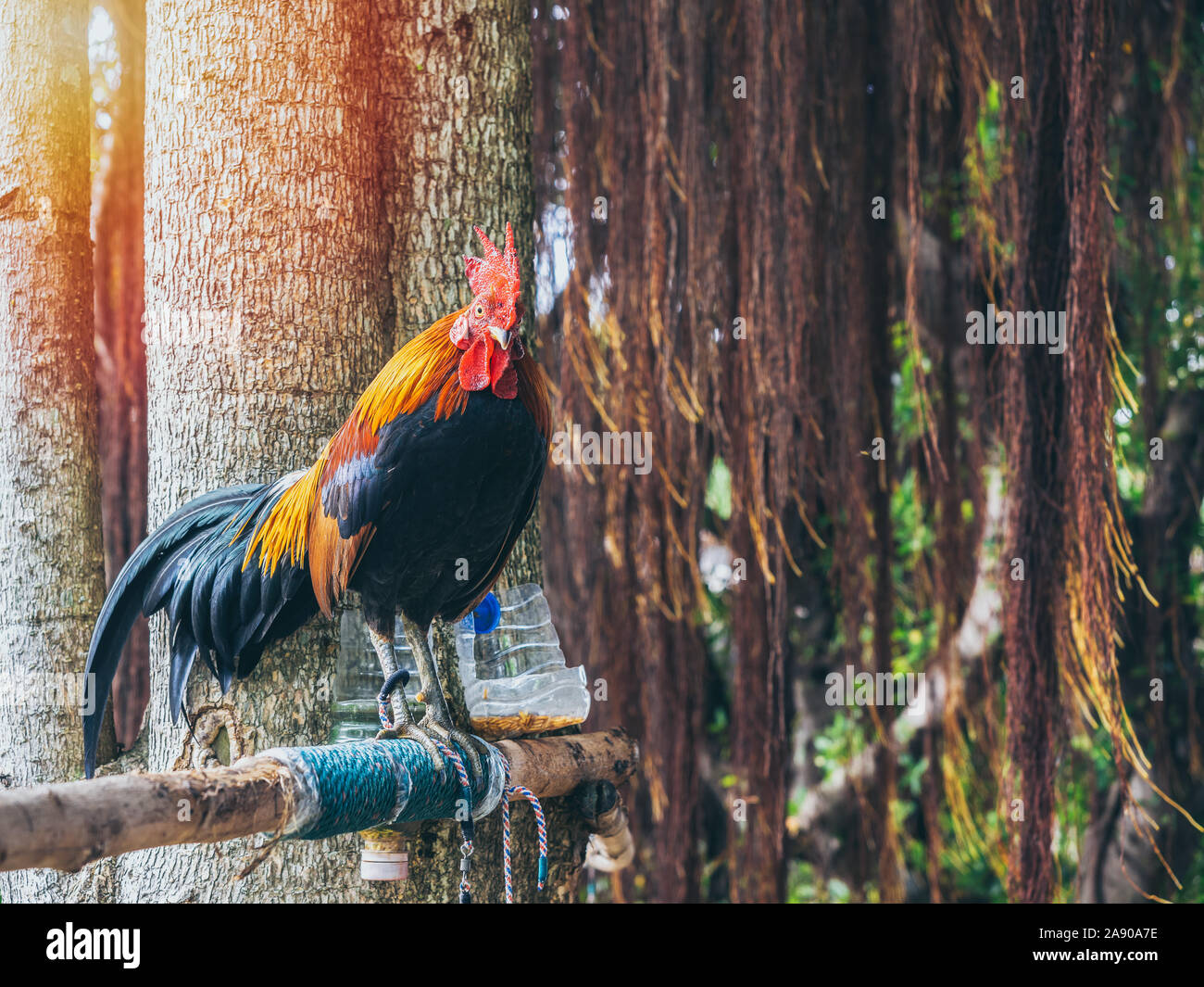 Rooster standing on the tree on nature background in the morning Stock ...