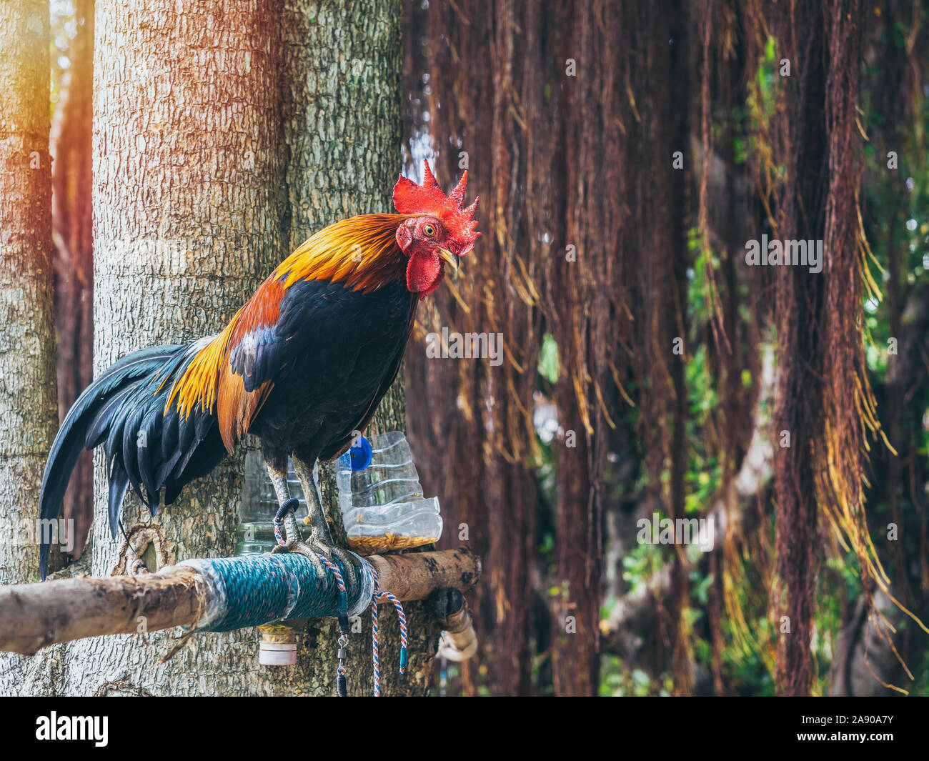 Rooster standing on the tree on nature background in the morning Stock ...