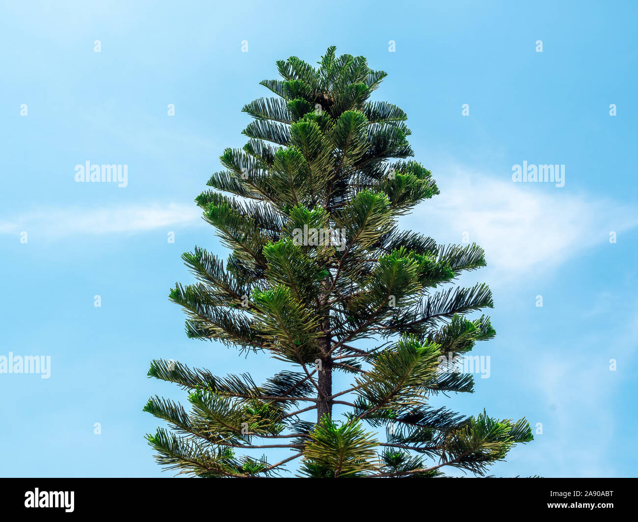 Empty christmas tree hi-res stock photography and images - Alamy