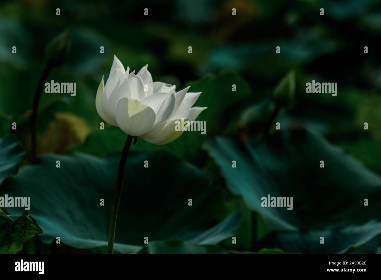 Spimlicity hi-res stock photography and images - Alamy