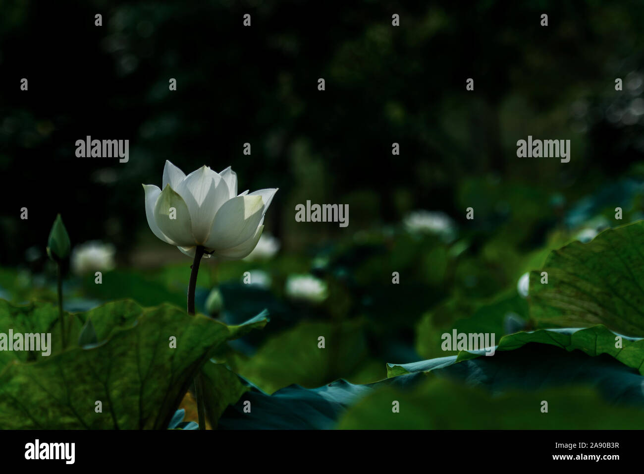 Single White lotus flower blooming at pond Stock Photo - Alamy