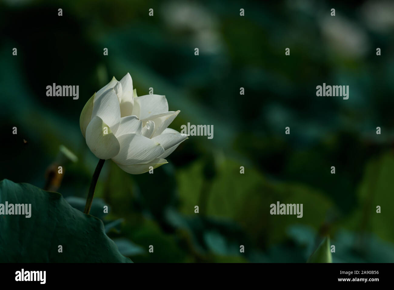 Single White lotus flower blooming at pond Stock Photo - Alamy