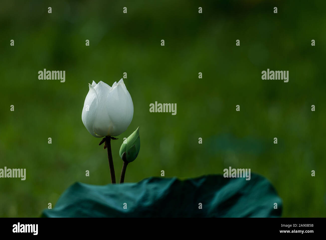Single White lotus flower blooming at pond Stock Photo - Alamy
