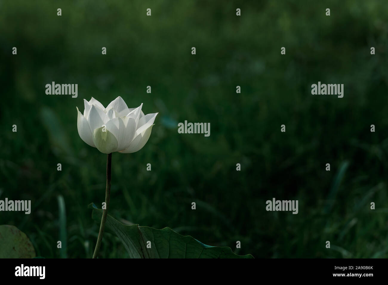 Single White lotus flower blooming at pond Stock Photo - Alamy