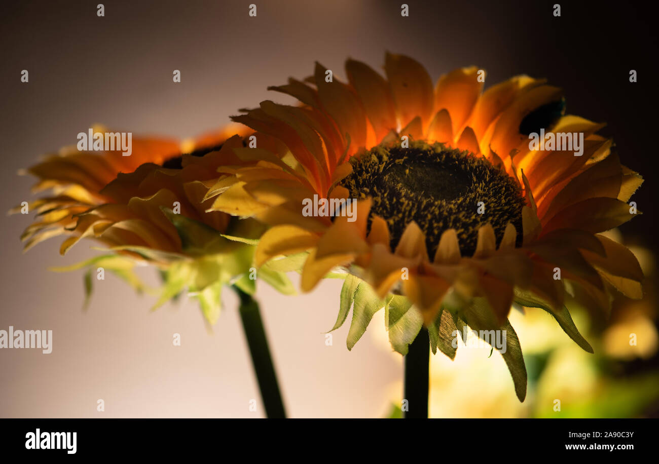 Sunflower scene, realistic but artificial backlit polyester sunflowers ...