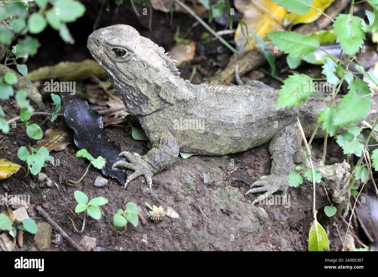 Tuatara eye hi-res stock photography and images - Alamy