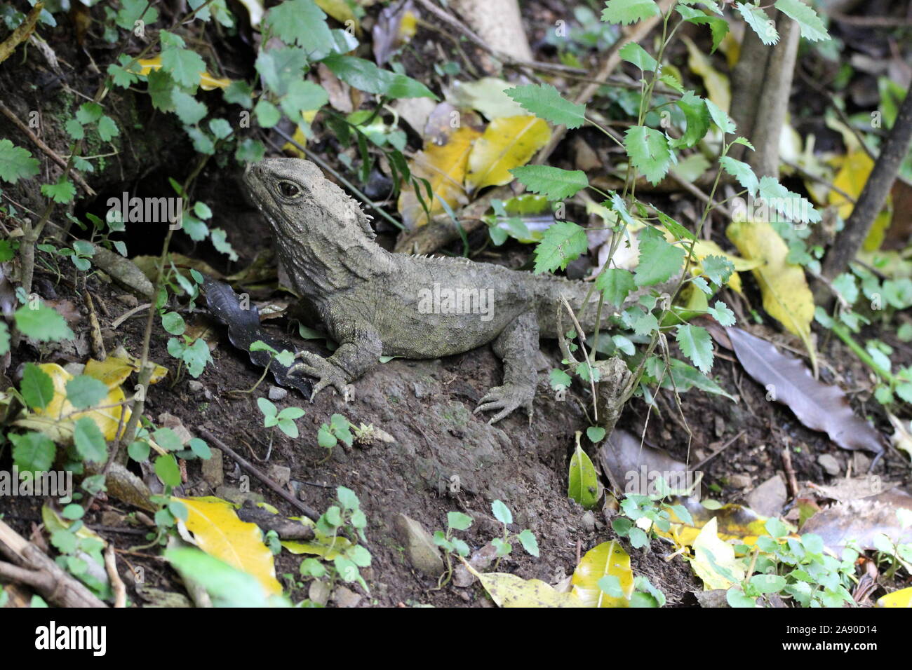 Tuatara burrow hi-res stock photography and images - Alamy