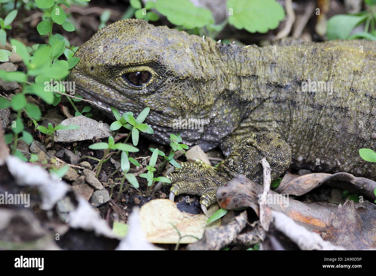 Tuatara sphenodon hi-res stock photography and images - Alamy