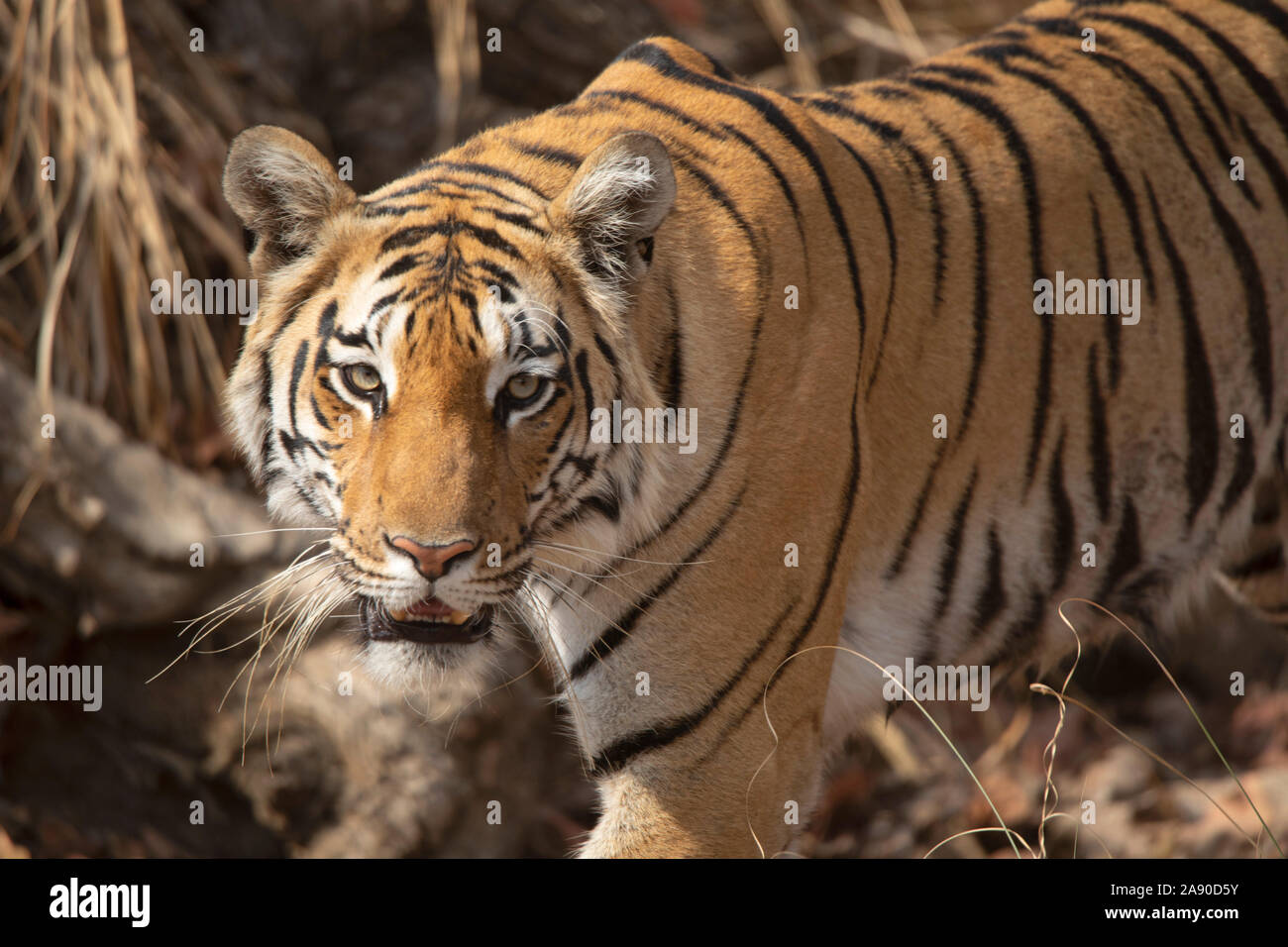 Baras, Royal Bengal tiger, Panthera tigris, Pench Tiger Reserve ...