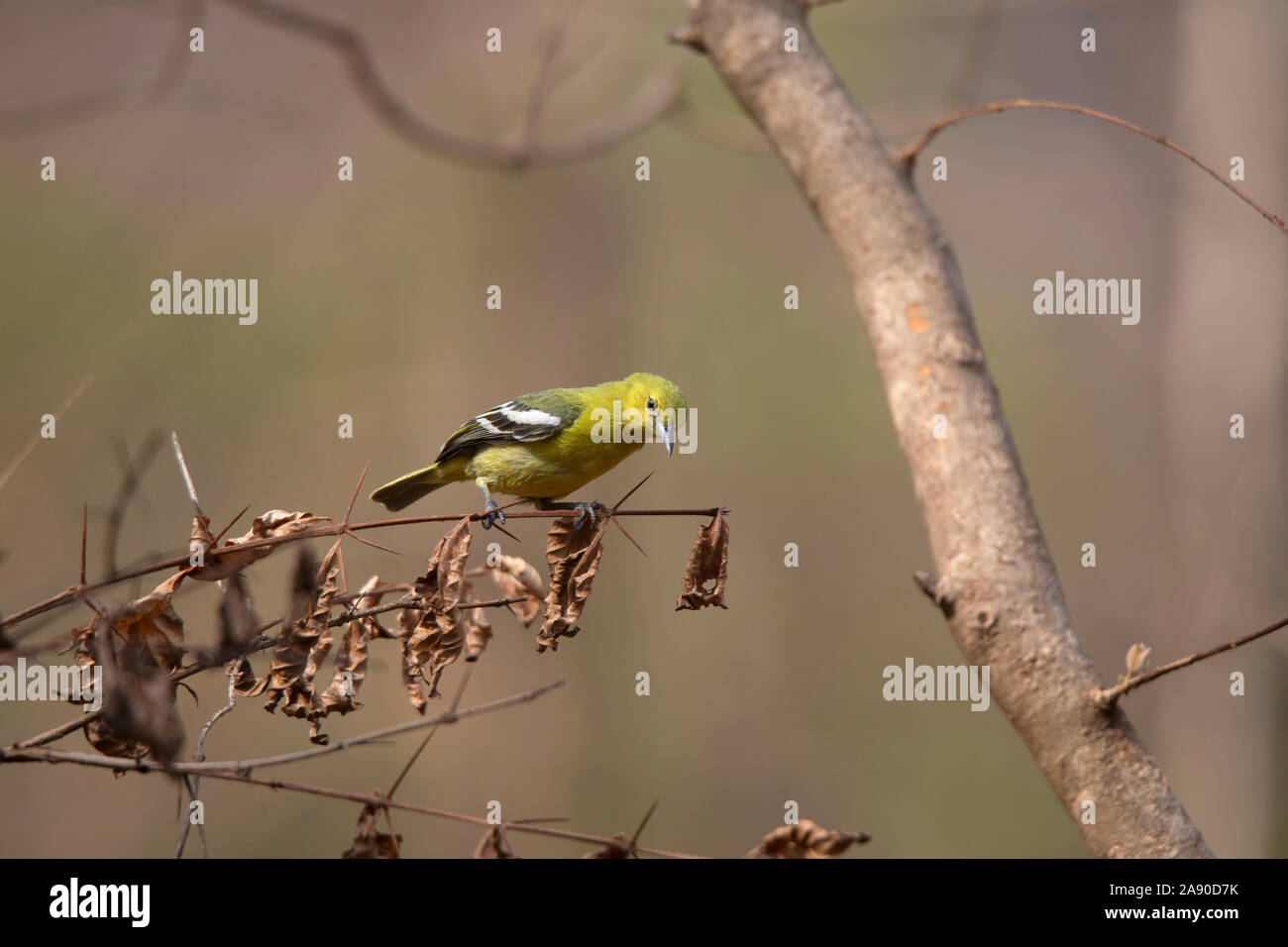 The common iora hi-res stock photography and images - Alamy