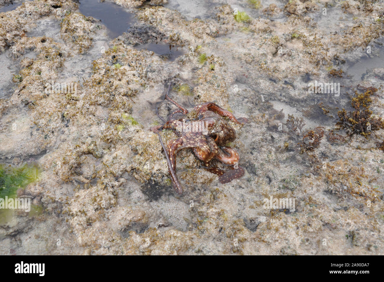 Octopus rock pool hi-res stock photography and images - Alamy