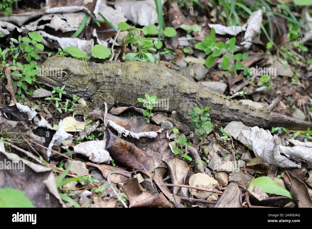Stephens island new zealand hi-res stock photography and images - Alamy