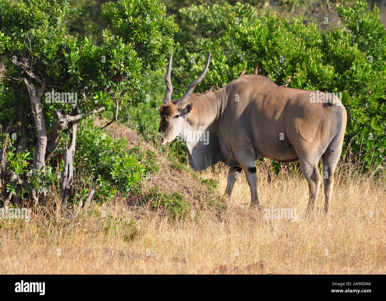 Largest of all antelopes hi-res stock photography and images - Alamy