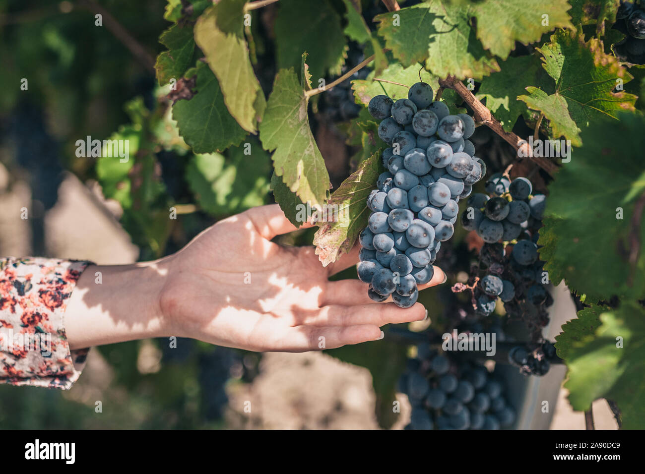 Huge bunch of grapes hi-res stock photography and images - Alamy