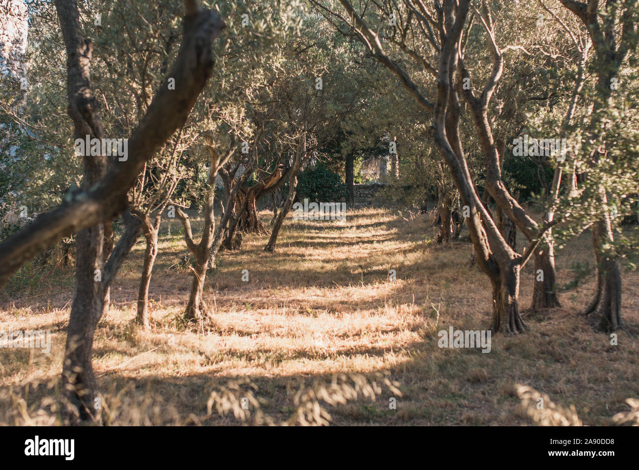 Old olive trees growing hi-res stock photography and images - Alamy
