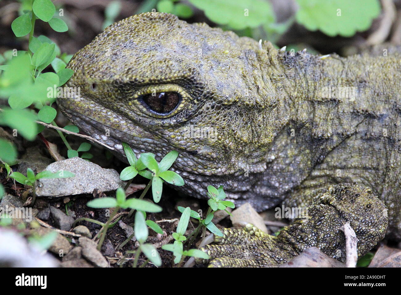 Cook strait sphenodon hi-res stock photography and images - Alamy