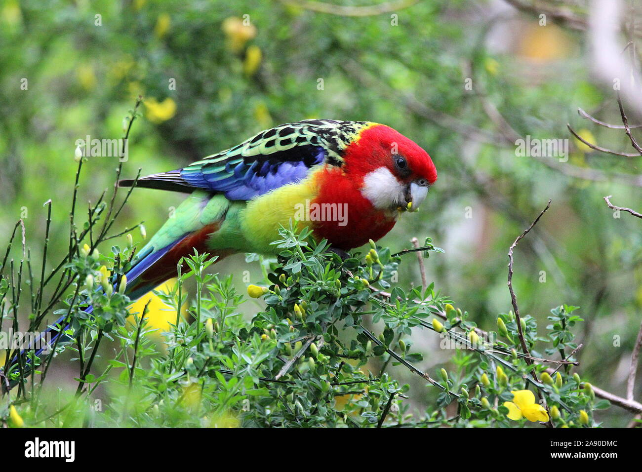 Yellow Rosella High Resolution Stock Photography and Images - Alamy